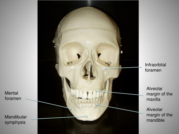 PPT - Lab Exercise: The Axial Skeleton Skull Virtual Lab PowerPoint ...