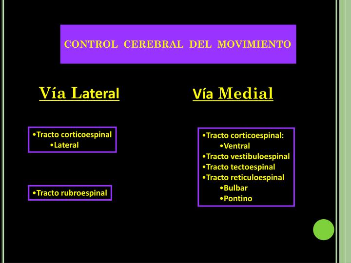 PPT - ESPASTICIDAD: BASES NEUROFISIOPATOLOGICAS PowerPoint Presentation ...