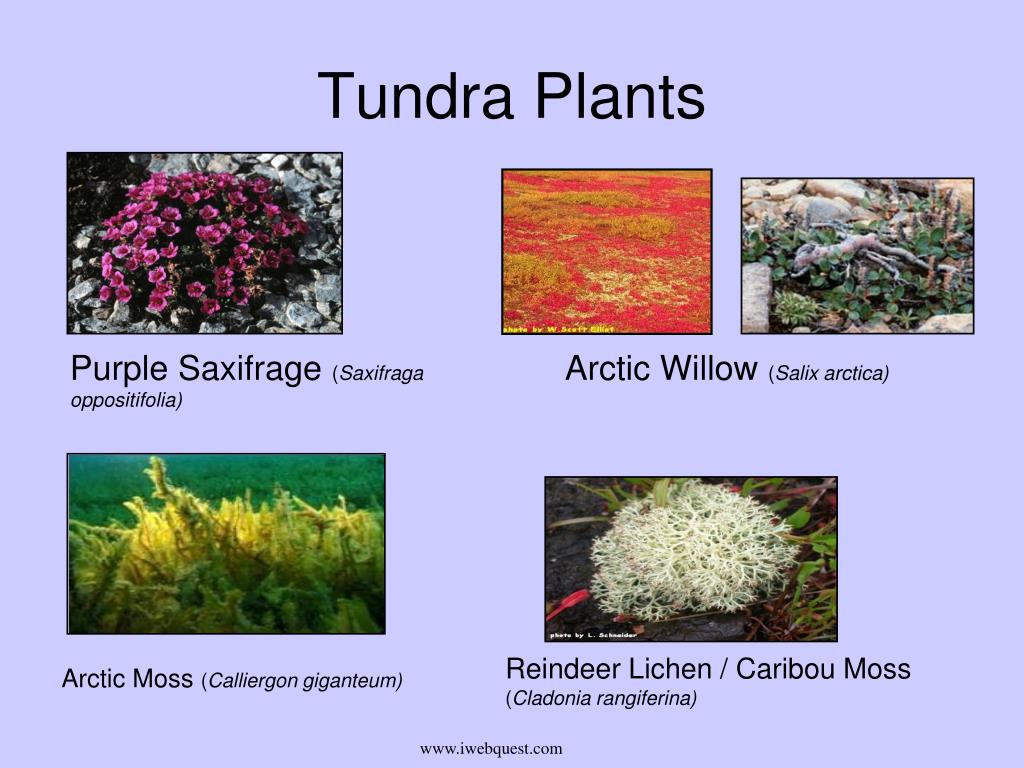 Tundra Plants And Animals List Tundra Plants And Animals List