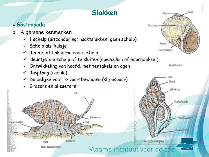 PPT - Weekdieren en hun schelpen PowerPoint Presentation - ID:362477