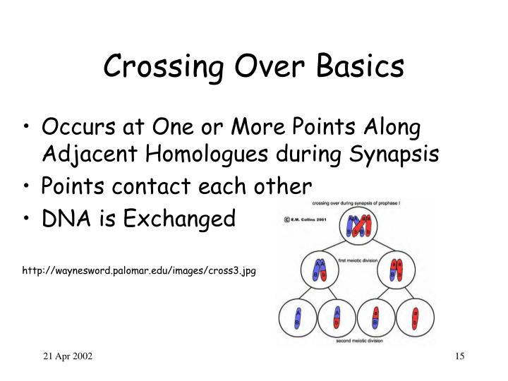 PPT - Crossing Over PowerPoint Presentation - ID:364979