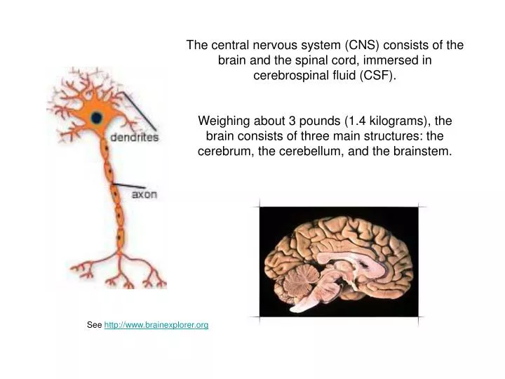 PPT - The central nervous system (CNS) consists of the brain and the ...