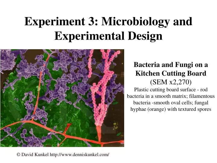 PPT - Experiment 3: Microbiology and Experimental Design PowerPoint ...