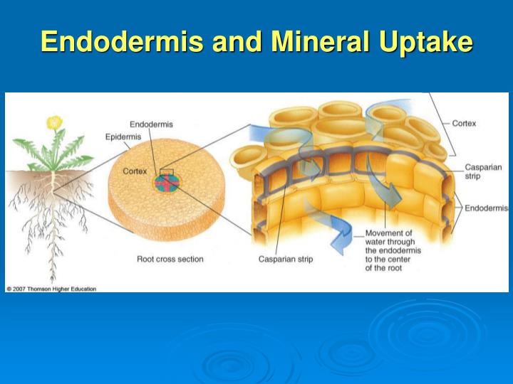 PPT - Plant Organs: Roots PowerPoint Presentation - ID:366376