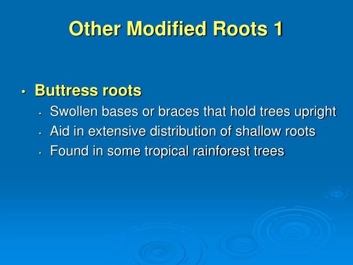 PPT - Plant Organs: Roots PowerPoint Presentation - ID:366376