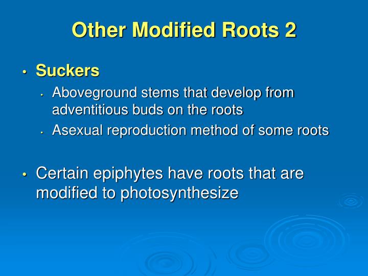 PPT - Plant Organs: Roots PowerPoint Presentation - ID:366376
