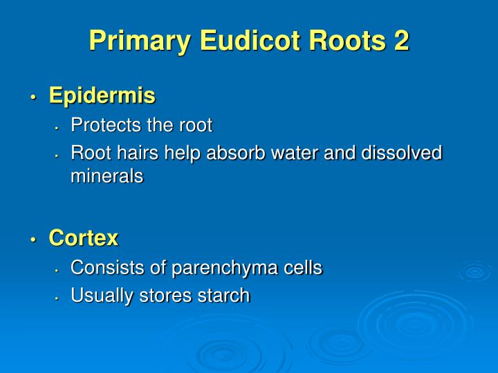 PPT - Plant Organs: Roots PowerPoint Presentation - ID:366376
