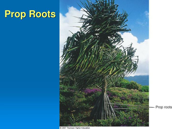 PPT - Plant Organs: Roots PowerPoint Presentation - ID:366376