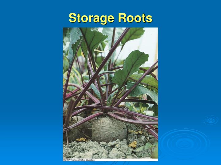 PPT - Plant Organs: Roots PowerPoint Presentation - ID:366376