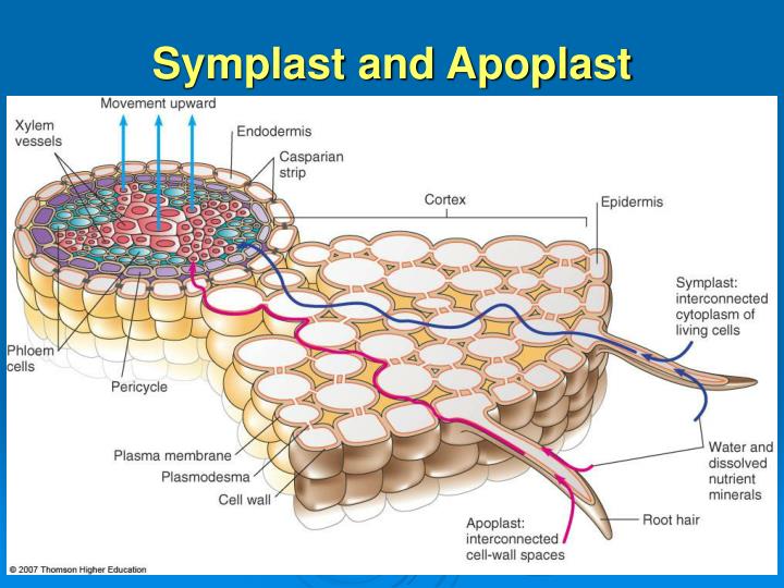 PPT - Plant Organs: Roots PowerPoint Presentation - ID:366376