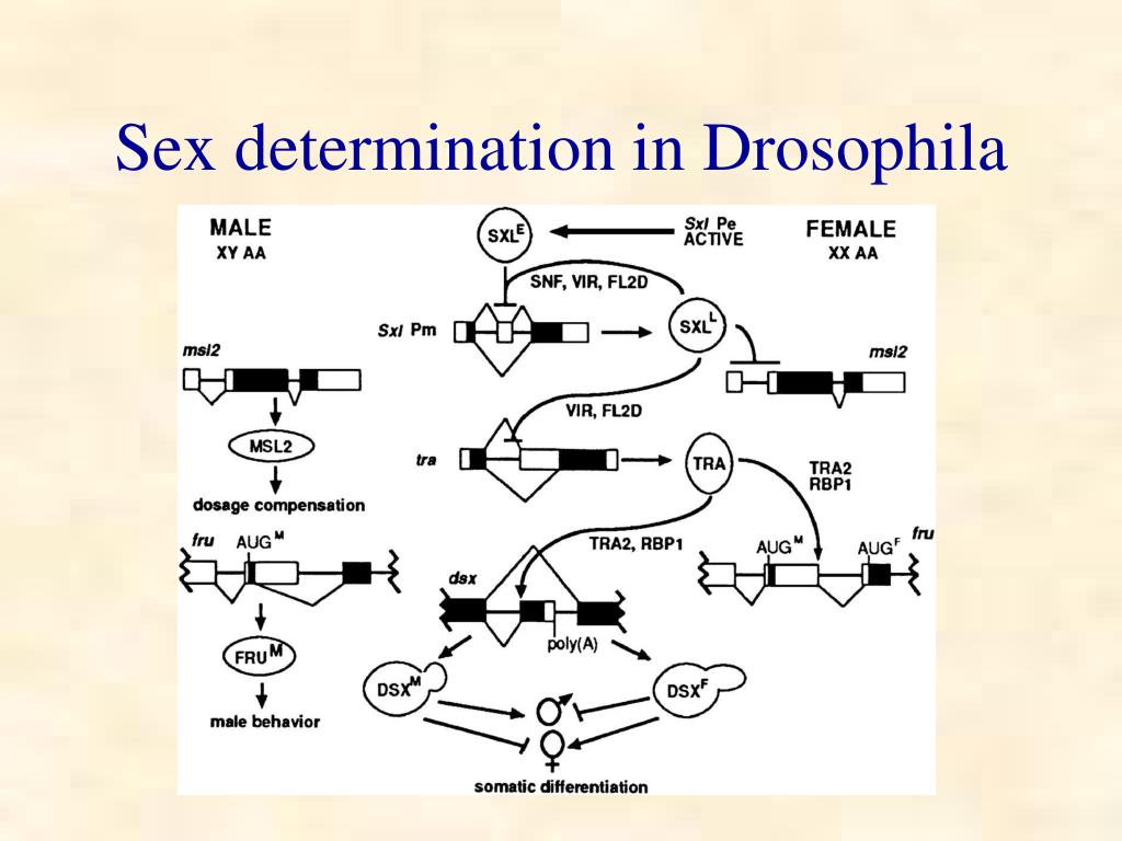 Ppt Sex Determination Powerpoint Presentation Free Download Id 366469