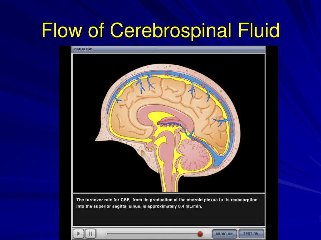 Ppt The Brain And Cranial Nerves Handout 7 Functions Of Gray Matter And Handout 8 Cranial