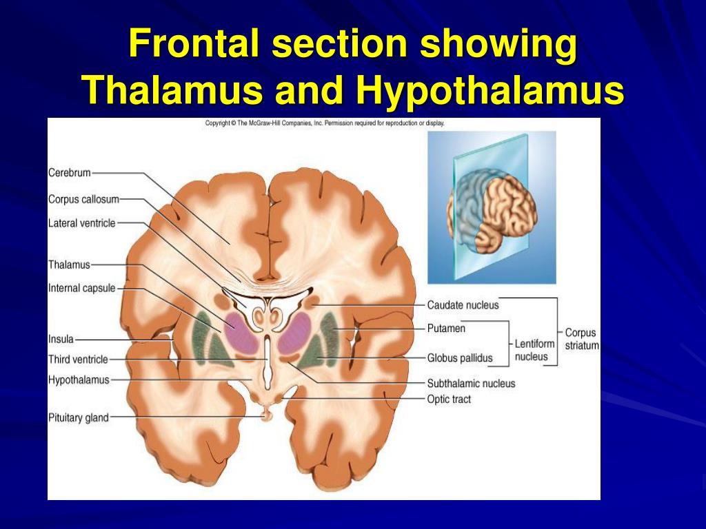 Ppt The Brain And Cranial Nerves Handout 7 Functions Of Gray Matter And Handout 8 Cranial