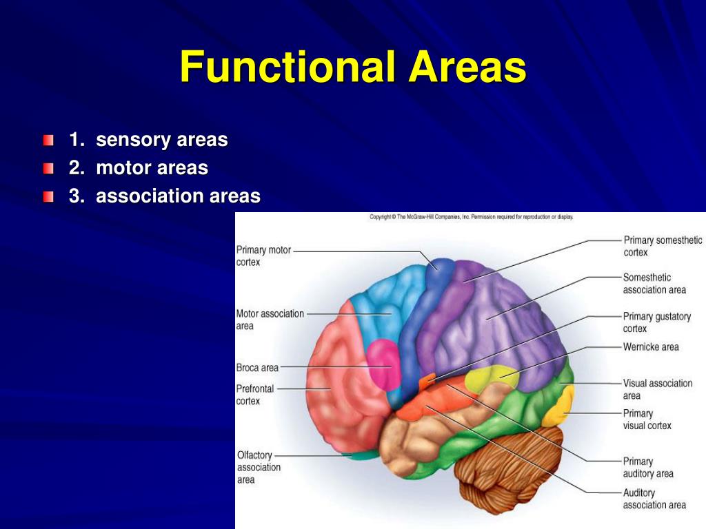 Ppt The Brain And Cranial Nerves Handout 7 Functions Of Gray Matter And Handout 8 Cranial