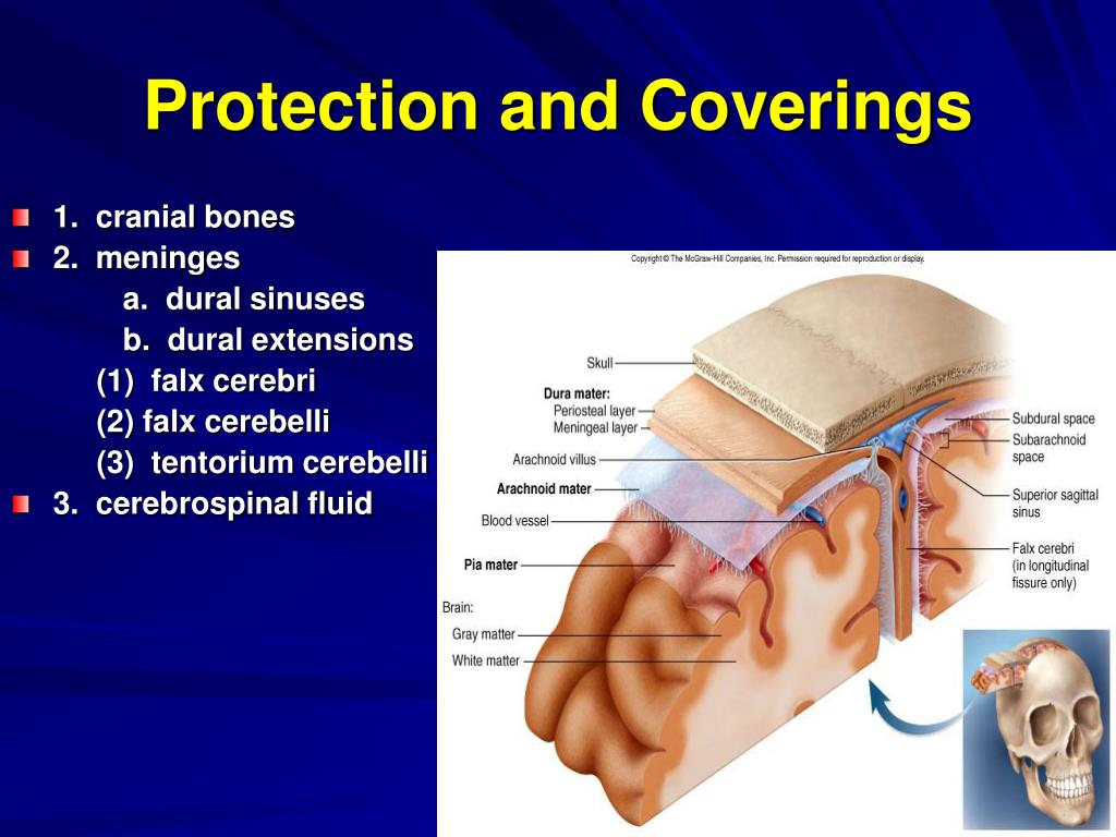 Ppt The Brain And Cranial Nerves Handout 7 Functions Of Gray Matter And Handout 8 Cranial