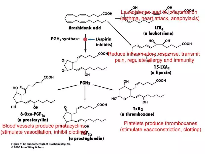PPT - Platelets produce thromboxanes (stimulate vasoconstriction ...
