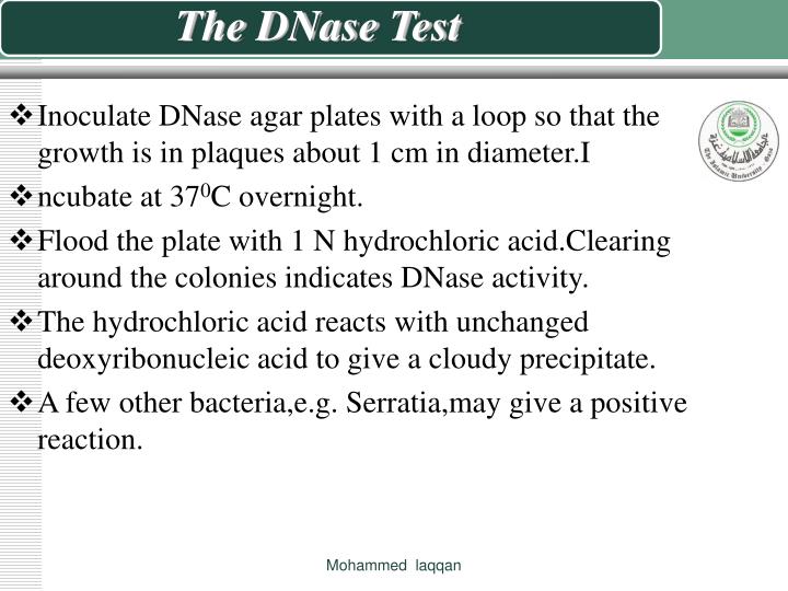 PPT - Isolation and Identification of Gram Positive Cocci PowerPoint ...