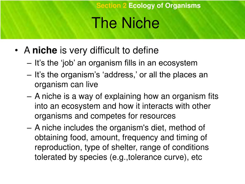 Niche Meaning