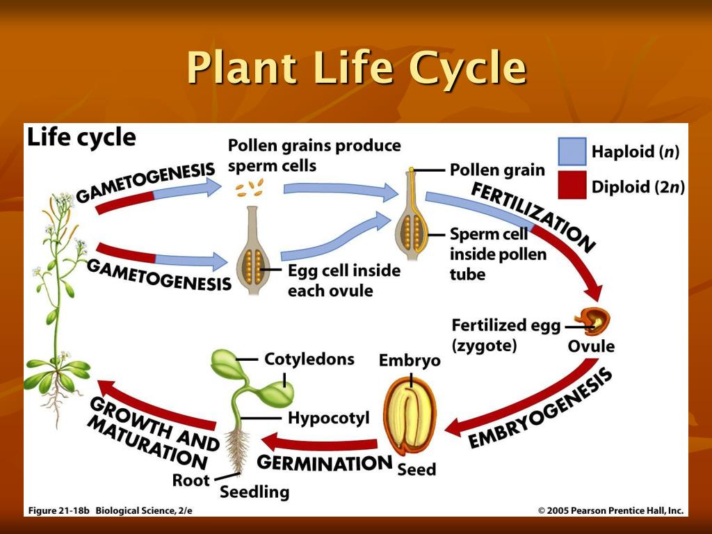 Ppt Early Development Powerpoint Presentation Free Download Id 371787
