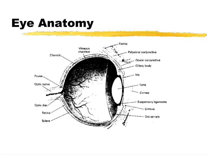 PPT - Head, Neck, & Spinal Trauma PowerPoint Presentation - ID:372630