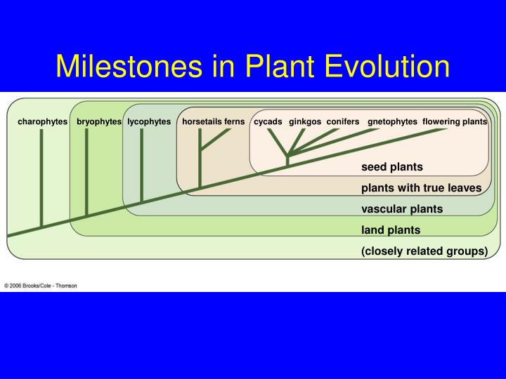 PPT - Plant Evolution PowerPoint Presentation - ID:37342