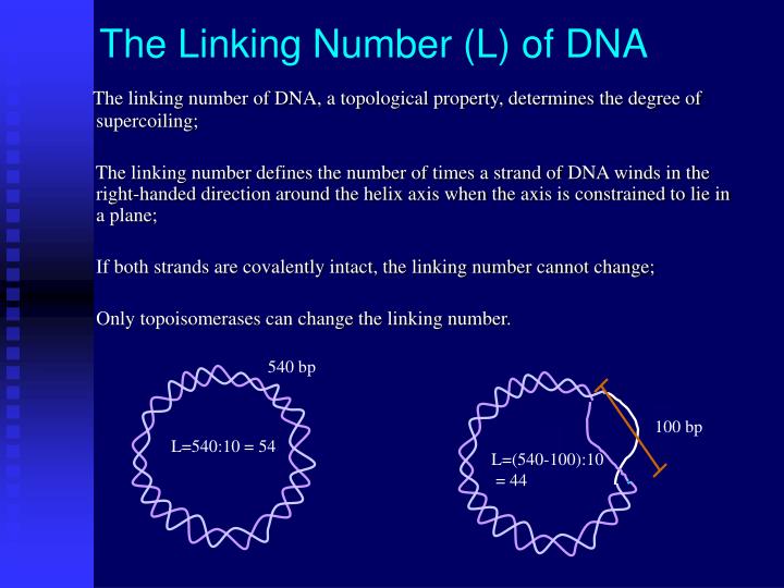 PPT - DNA topoisomerases in vivo PowerPoint Presentation - ID:373443