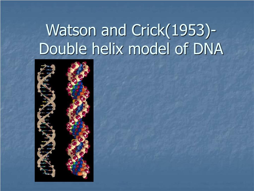 PPT - Watson and Crick(1953)- Double helix model of DNA PowerPoint ... PPT - Watson and Crick(1953)- Double helix model of DNA PowerPoint ...