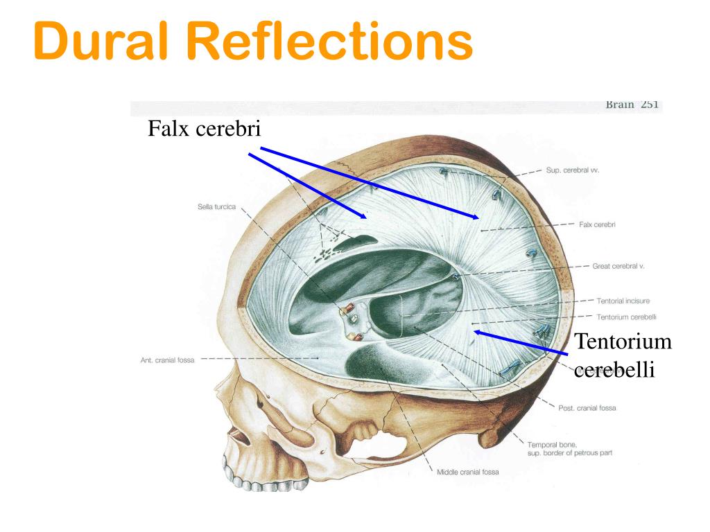 PPT - Biology 223 Human Anatomy and Physiology Week 10; Lecture 1 ...