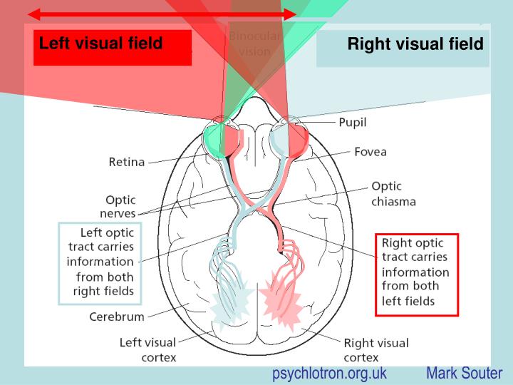 PPT - Sperry (1968) Split brain study PowerPoint Presentation - ID:374710