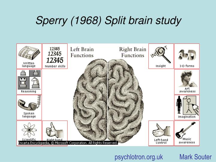 PPT - Sperry (1968) Split brain study PowerPoint Presentation - ID:374710