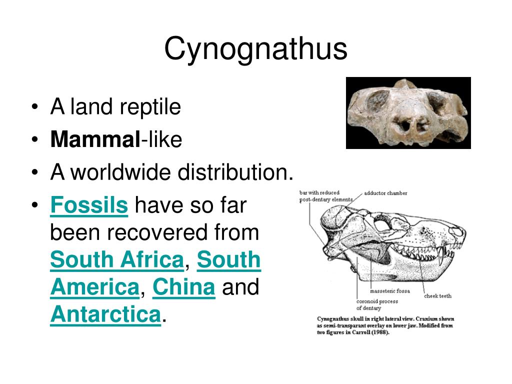 PPT - Prehistoric Landmasses PowerPoint Presentation, free download ...