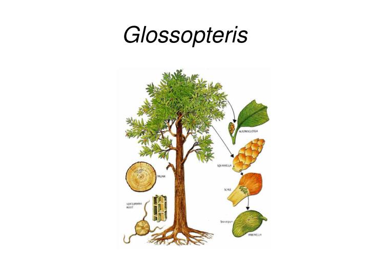 PPT - Prehistoric Landmasses PowerPoint Presentation - ID:374738