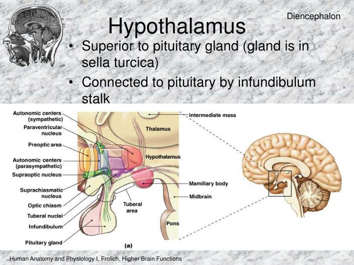 PPT - Brain Higher Functions PowerPoint Presentation - ID:374825