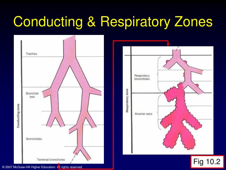 PPT - Chapter 10 Respiration During Exercise PowerPoint Presentation ...