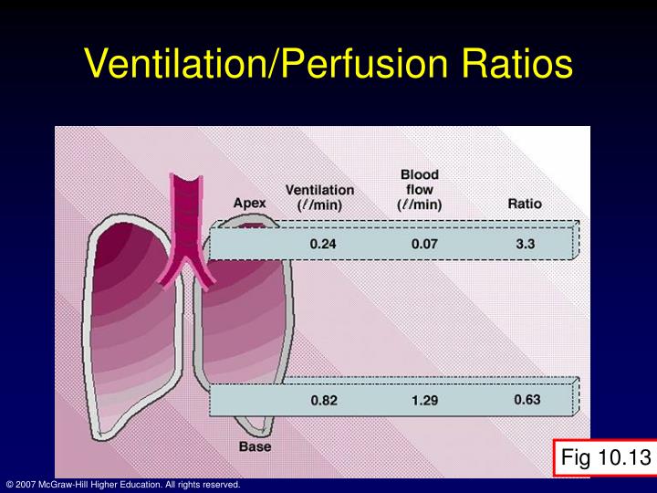 PPT - Chapter 10 Respiration During Exercise PowerPoint Presentation ...