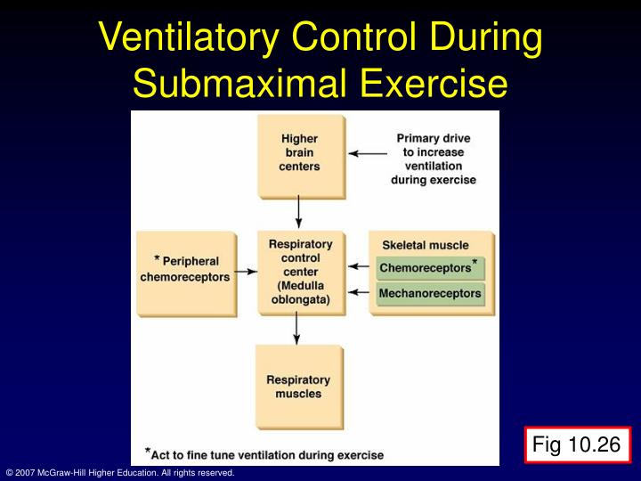 PPT - Chapter 10 Respiration During Exercise PowerPoint Presentation ...