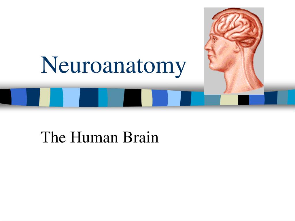 Ppt Neuroanatomy Powerpoint Presentation Free Download Id 375049