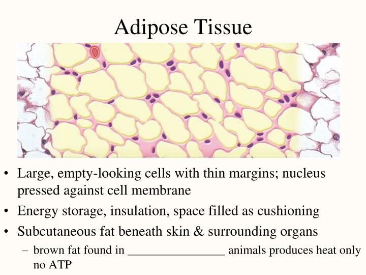 PPT - Histology - The Study of Tissues PowerPoint Presentation - ID:375139