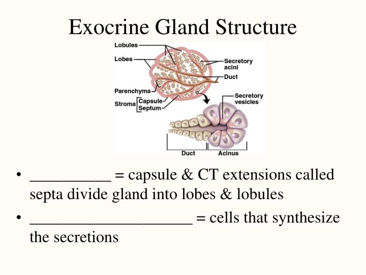 PPT - Histology - The Study of Tissues PowerPoint Presentation - ID:375139