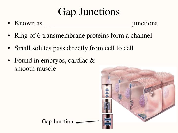 PPT - Histology - The Study of Tissues PowerPoint Presentation - ID:375139