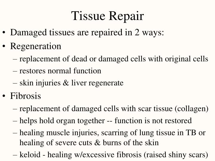 PPT - Histology - The Study of Tissues PowerPoint Presentation - ID:375139