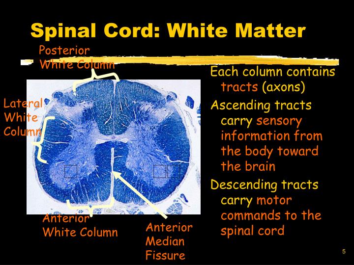 PPT - Anatomy of the Spinal Cord…. PowerPoint Presentation - ID:376343