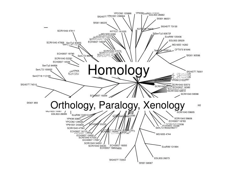 PPT - Homology PowerPoint Presentation, free download - ID:376730