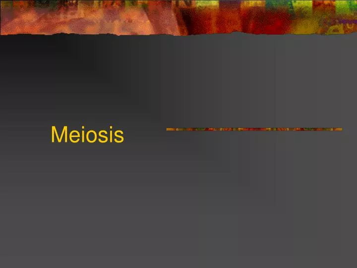 PPT - Meiosis PowerPoint Presentation, free download - ID:377151