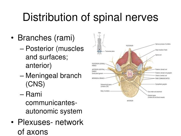 PPT - Anatomy and function of the spinal cord and nerves PowerPoint ...