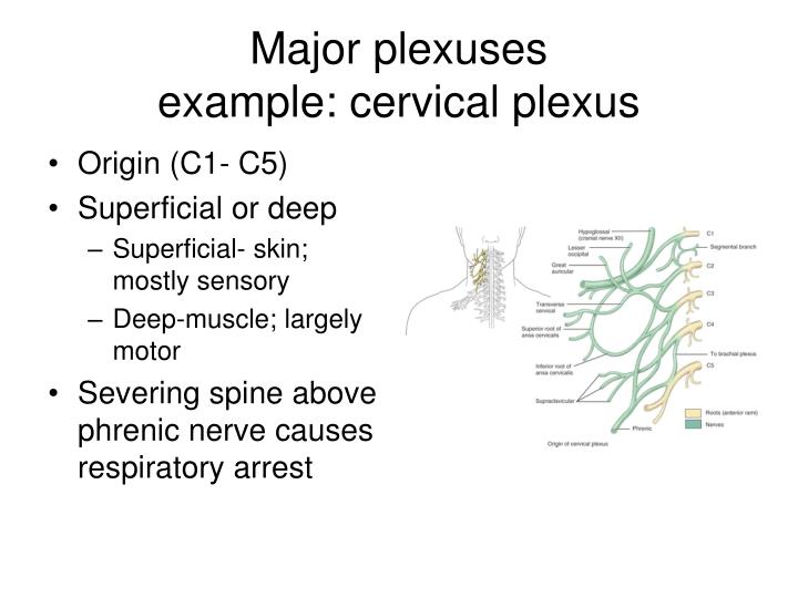 PPT - Anatomy and function of the spinal cord and nerves PowerPoint ...