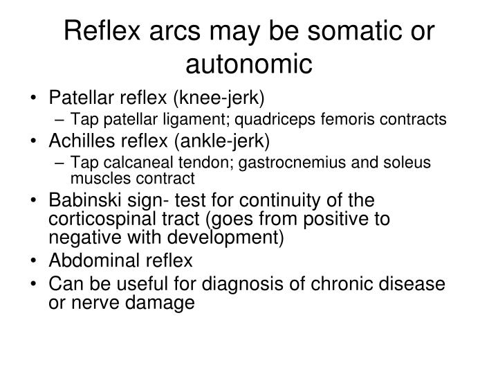 PPT - Anatomy and function of the spinal cord and nerves PowerPoint ...
