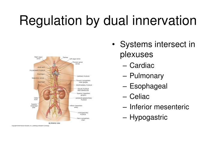 PPT - Anatomy and function of the spinal cord and nerves PowerPoint ...
