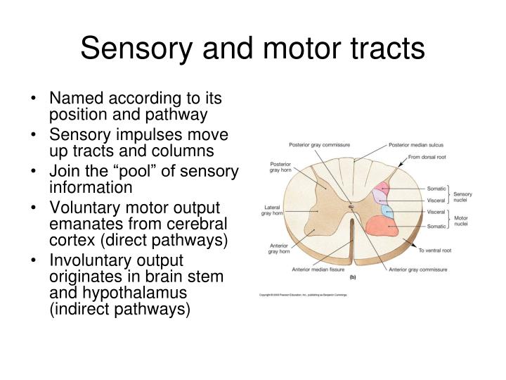 PPT - Anatomy and function of the spinal cord and nerves PowerPoint ...