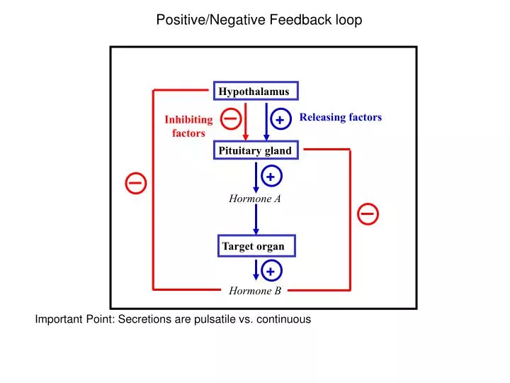 PPT - Positive/Negative Feedback loop PowerPoint Presentation, free ...